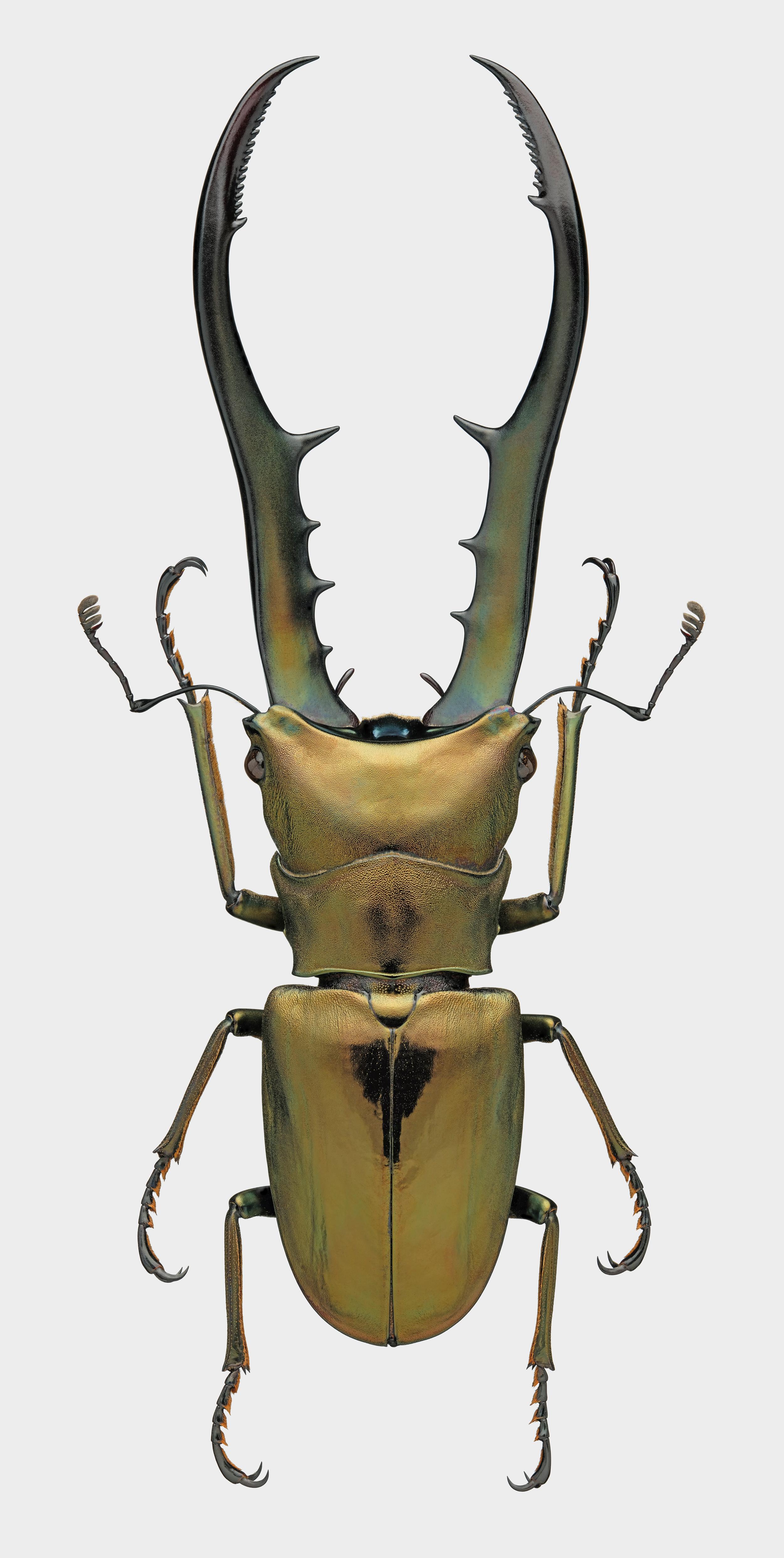 Giant Stag Beetle composite image of over 630 images for a final resolution of 160 megapixels ...