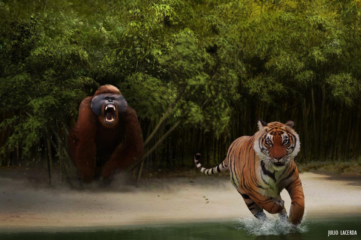 Gigantopithecus chasing a Tiger | Scrolller