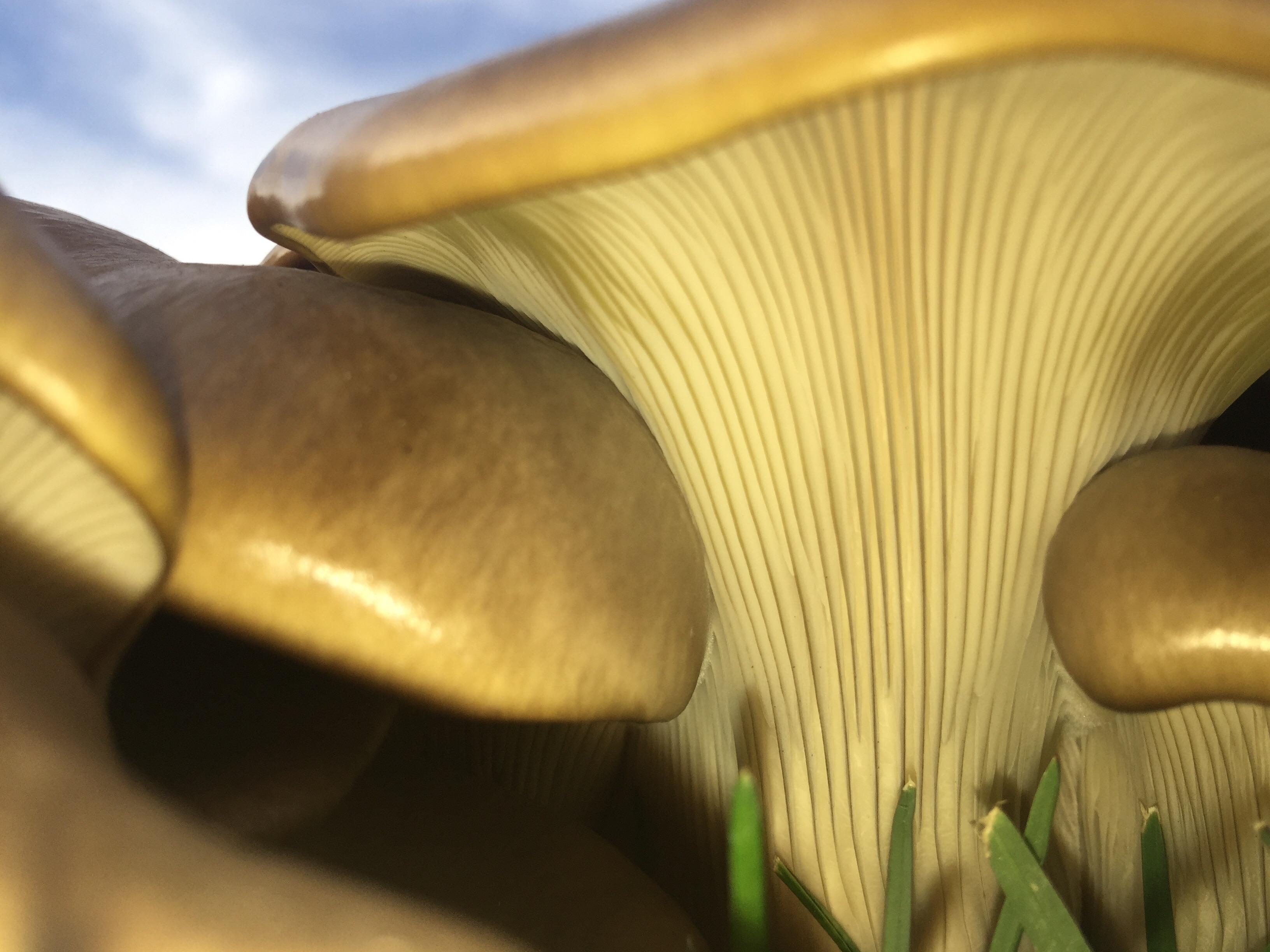 Gills and stem | Scrolller