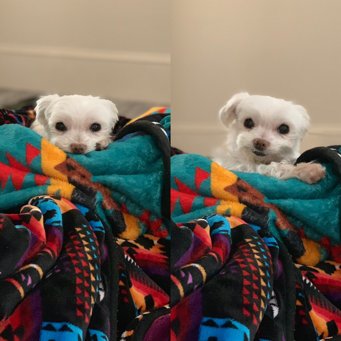 Ginger loves our blanket | Scrolller