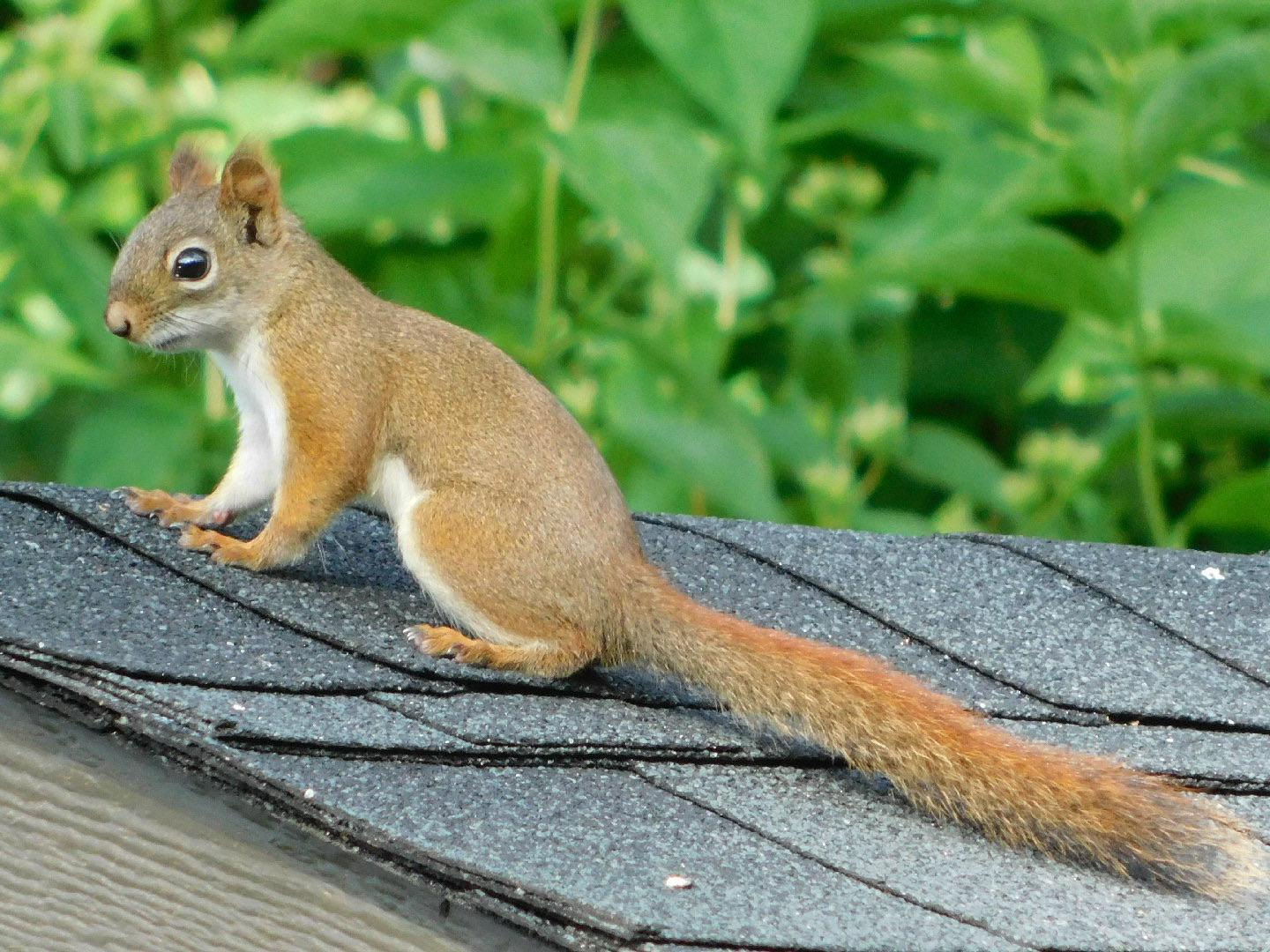 Ginger shows off her lovely tail. | Scrolller