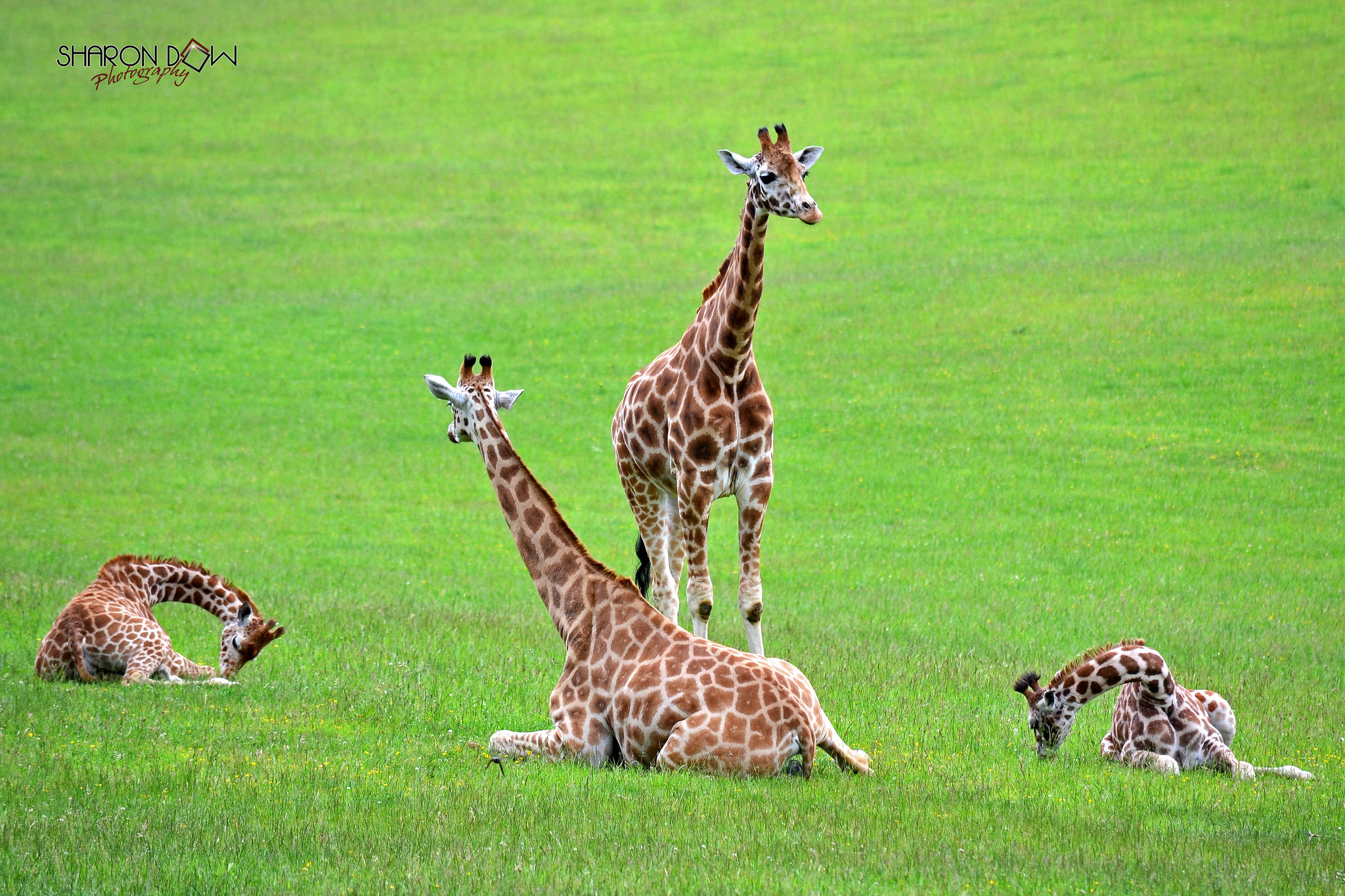 Giraffe choreography | Scrolller