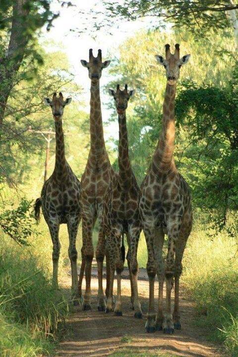 Giraffe pics | Scrolller