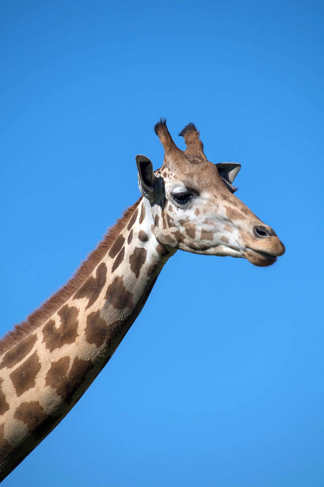 Giraffe portrait by Lisa Diaz | Scrolller