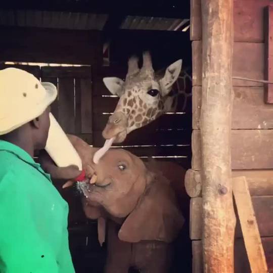 Giraffe wants some milk too 💛 | Scrolller