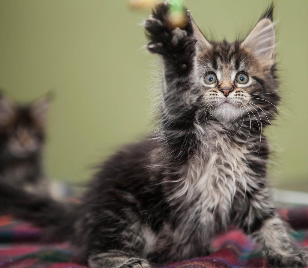 Give the me paw! | Scrolller