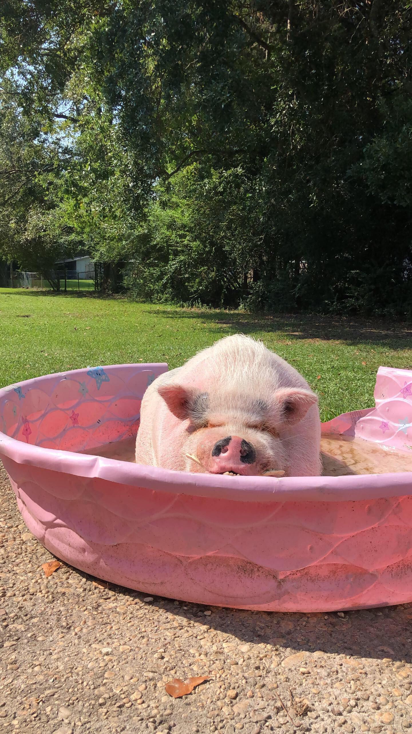 Gizmo taking a dip | Scrolller