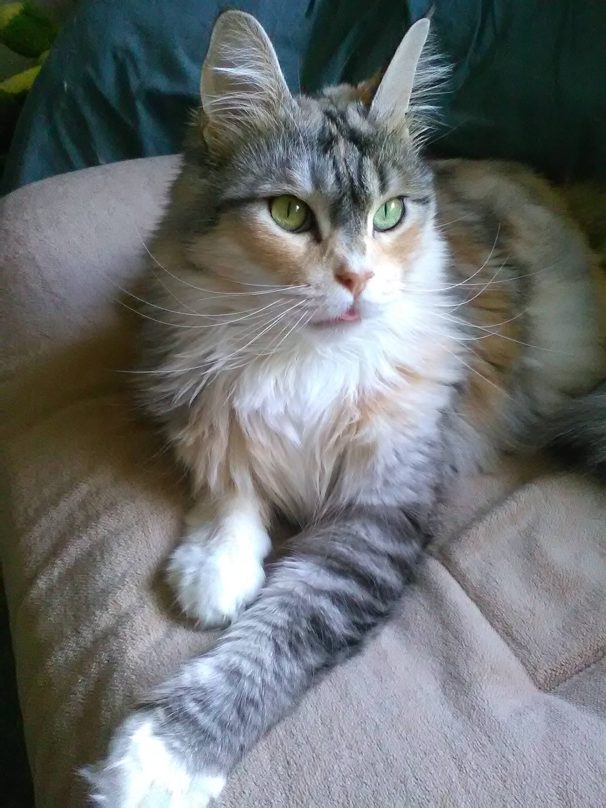 Glamour Blep | Scrolller