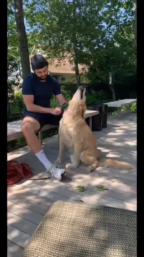 Golden brushy time | Scrolller