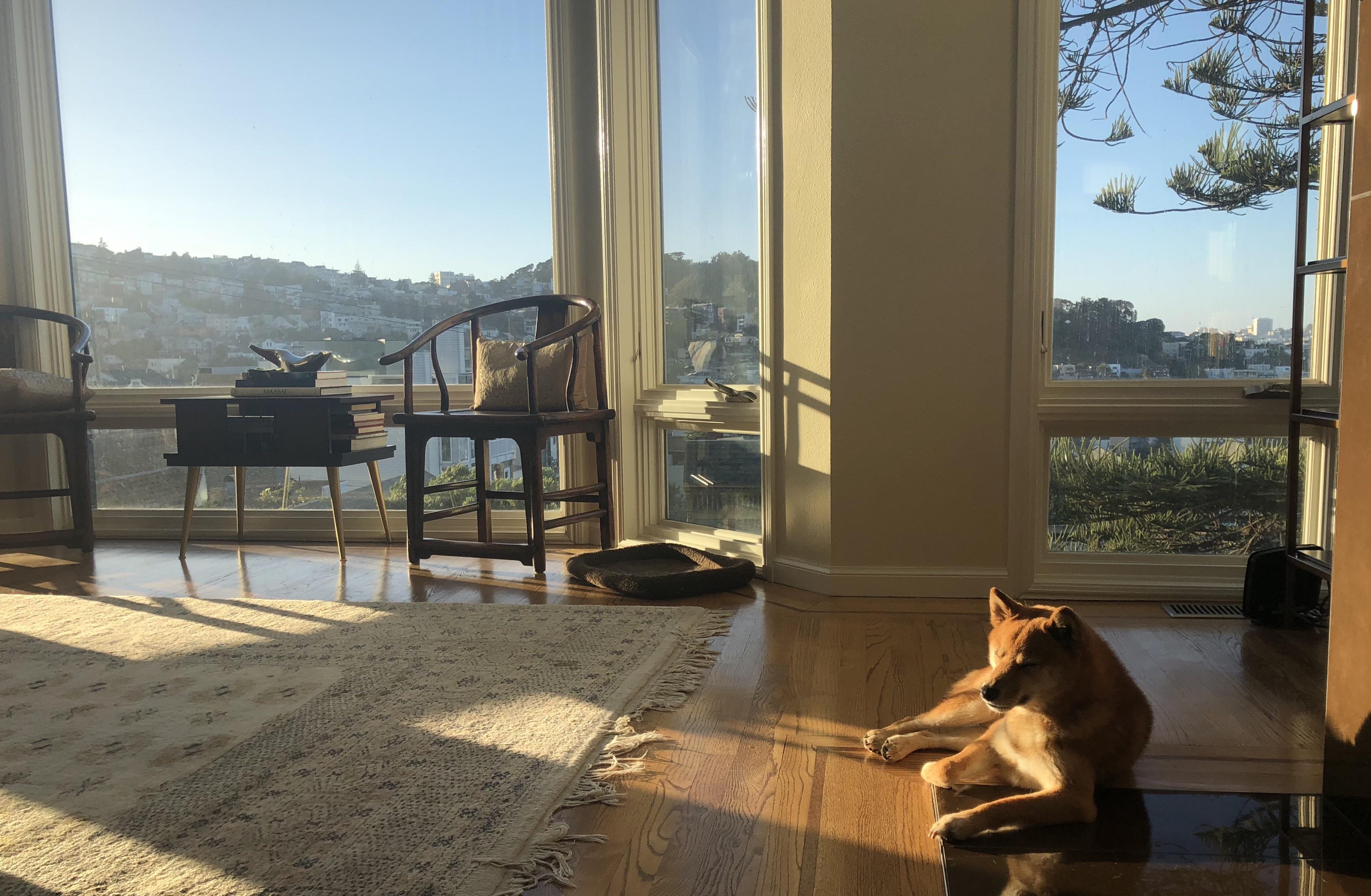 Golden hour sunshine shibe | Scrolller