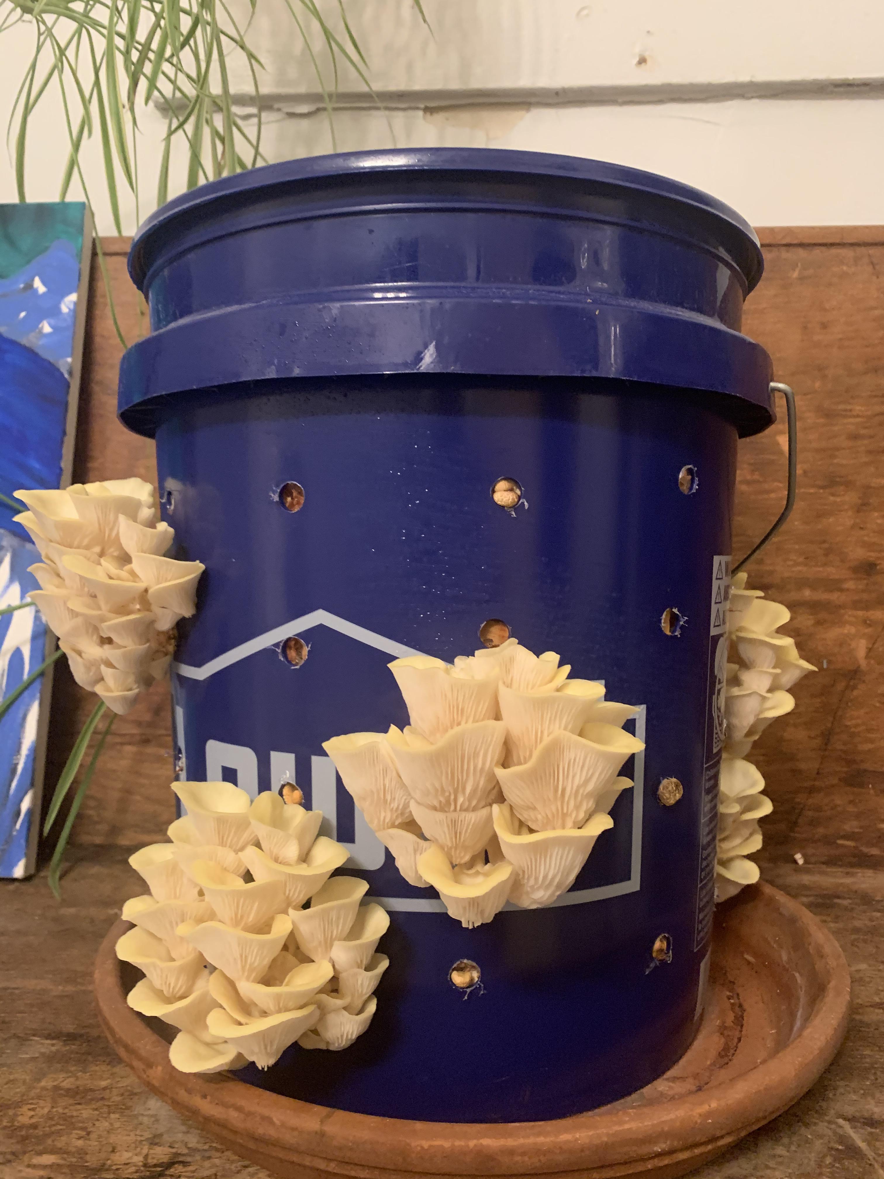 Golden oyster bucket update | Scrolller
