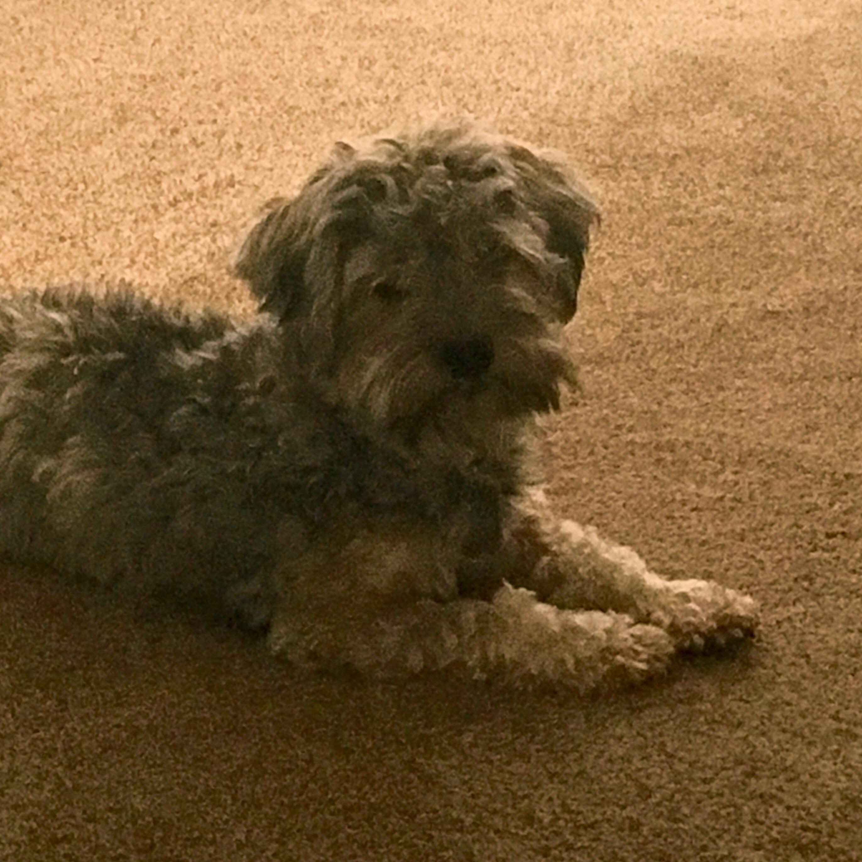 goob fluff boi | Scrolller