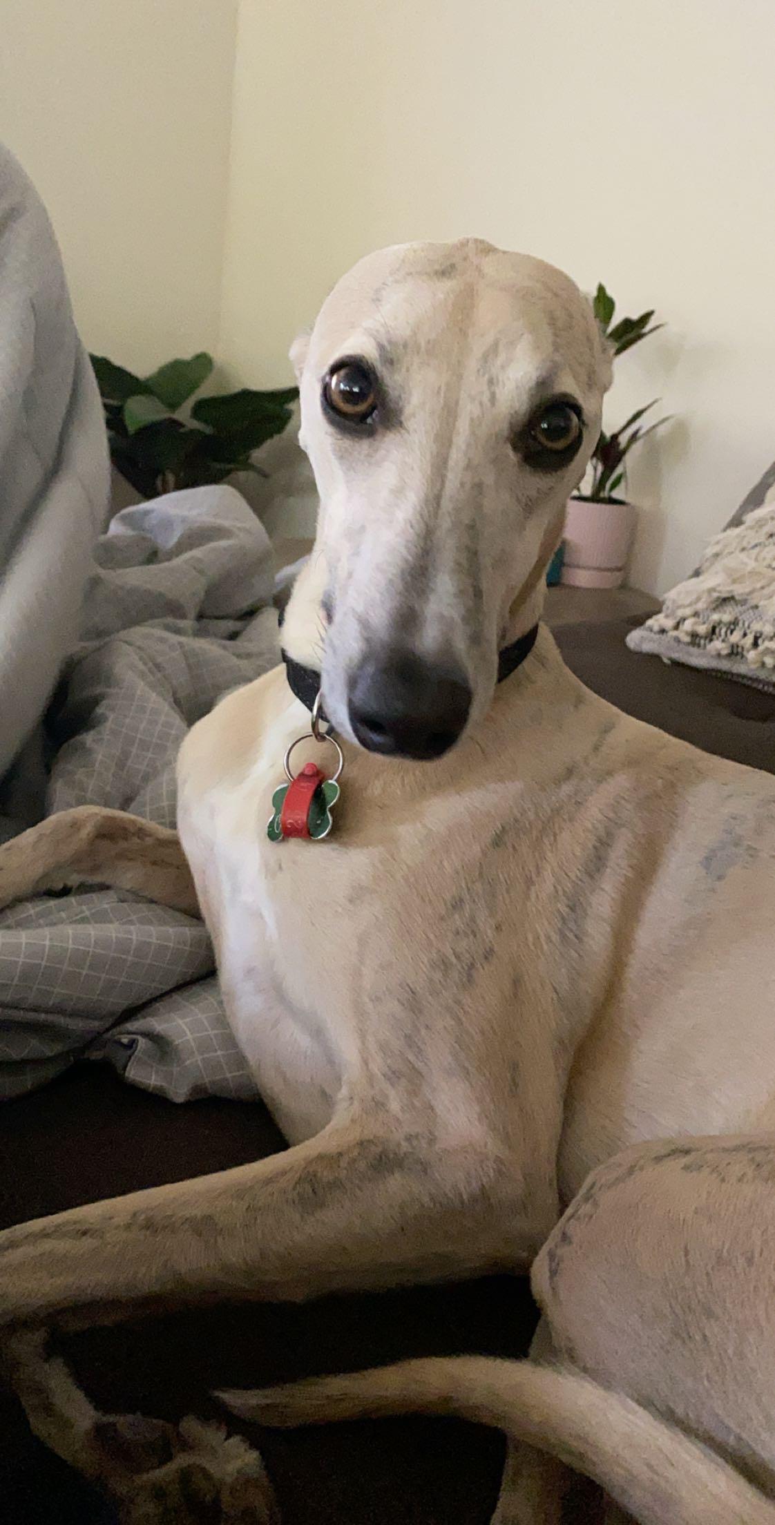 Good boi is back | Scrolller