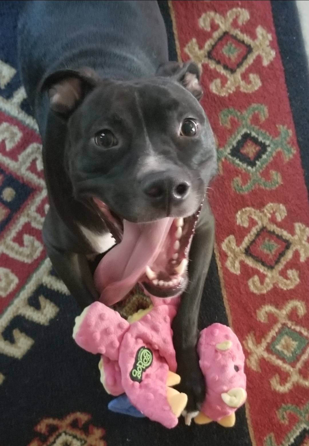 Good boi super excited about his new stuffy! | Scrolller