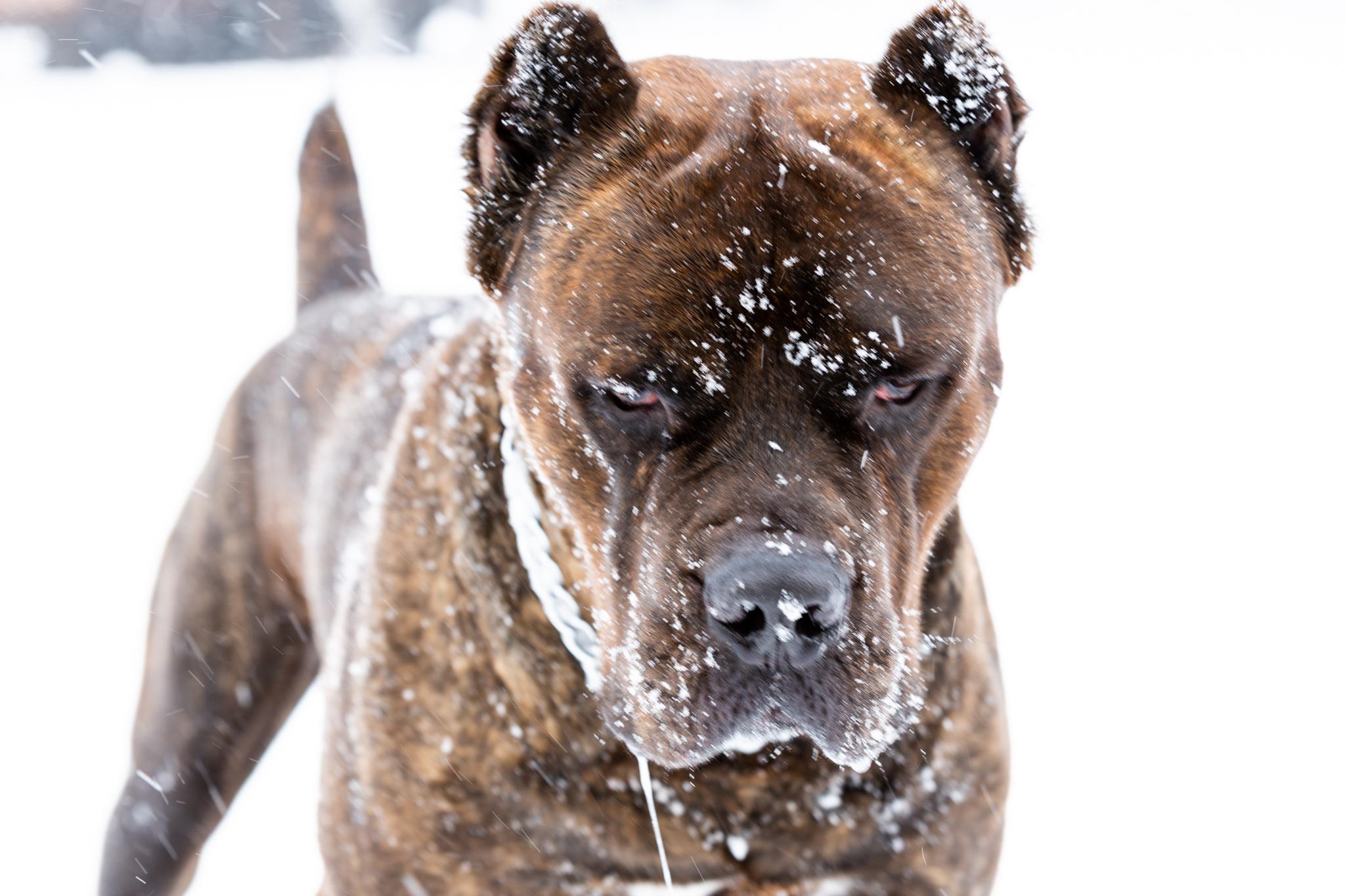 Good boy | Scrolller