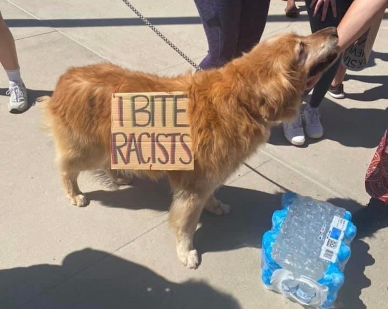 Good Boy | Scrolller