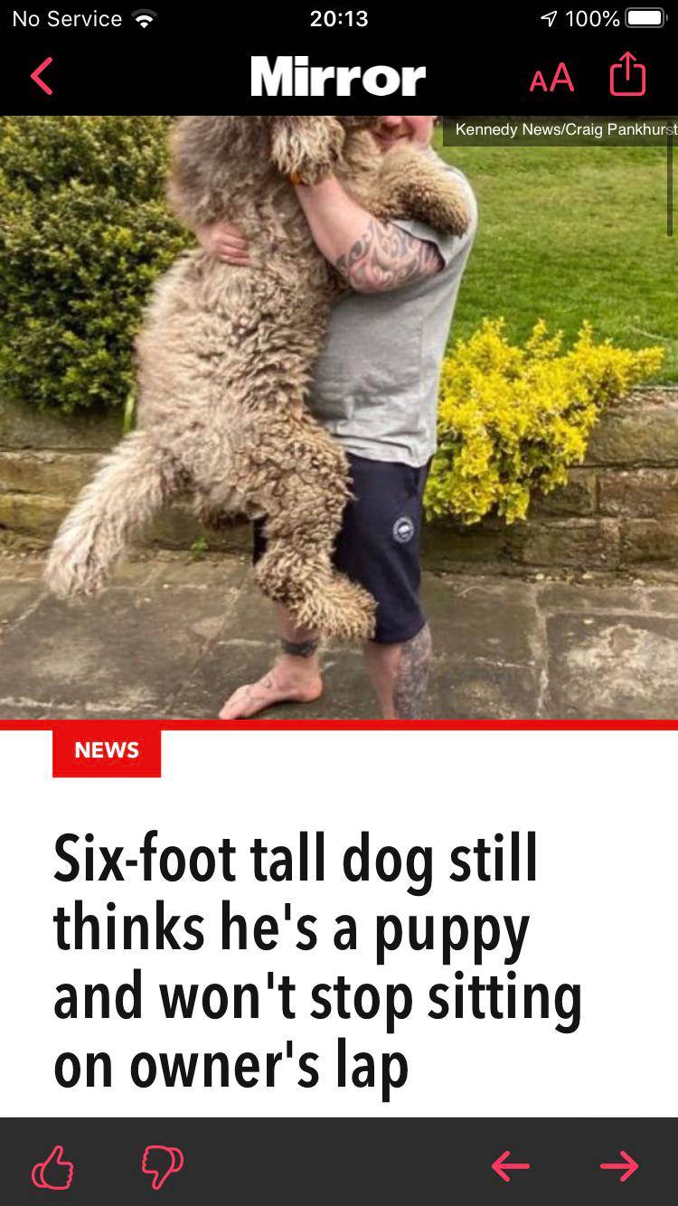 Good boy | Scrolller