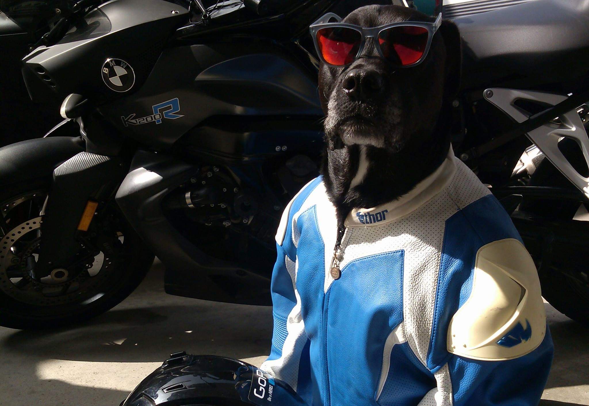 Good boy... | Scrolller