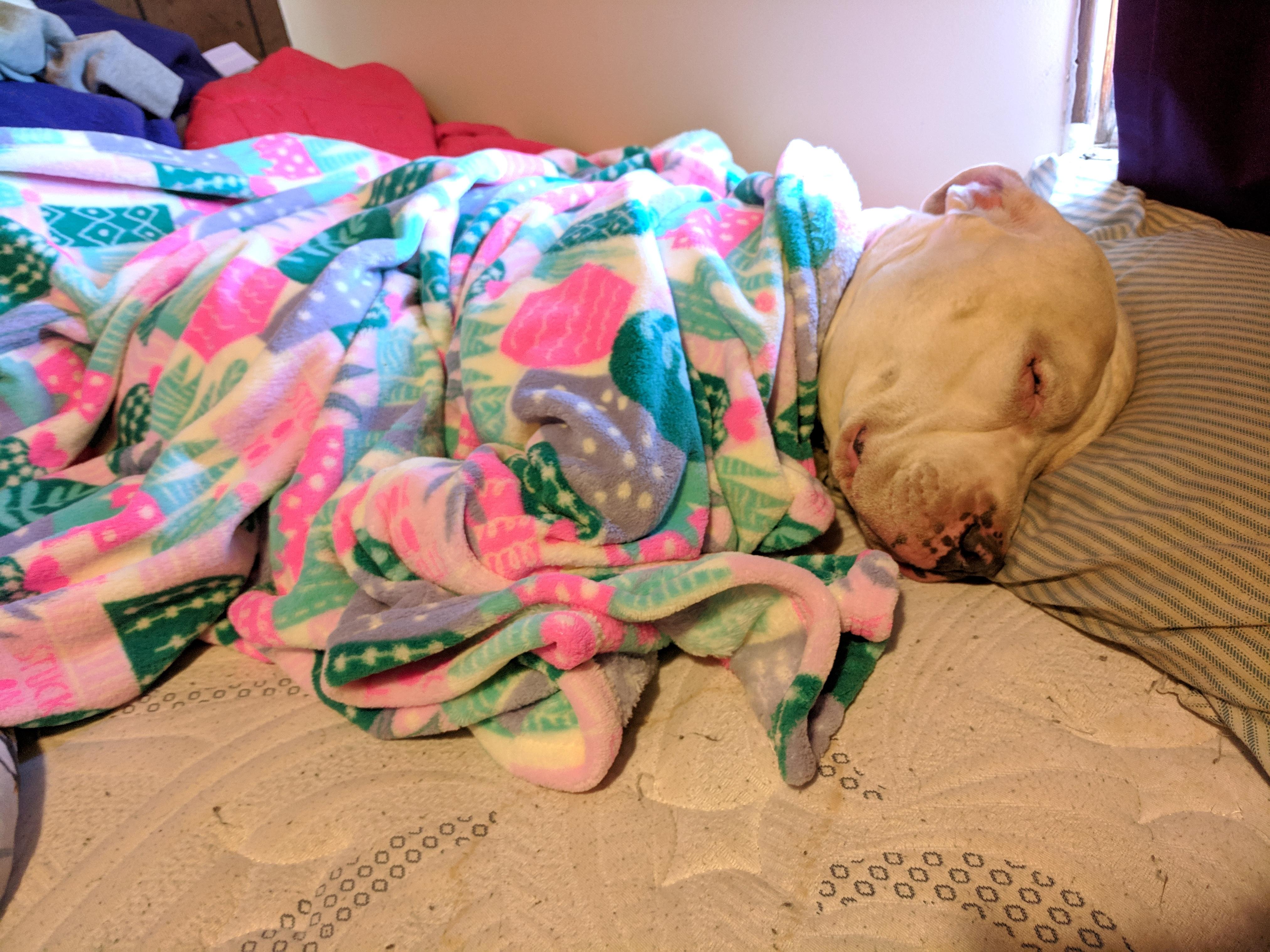 Good boy taking a good nap | Scrolller