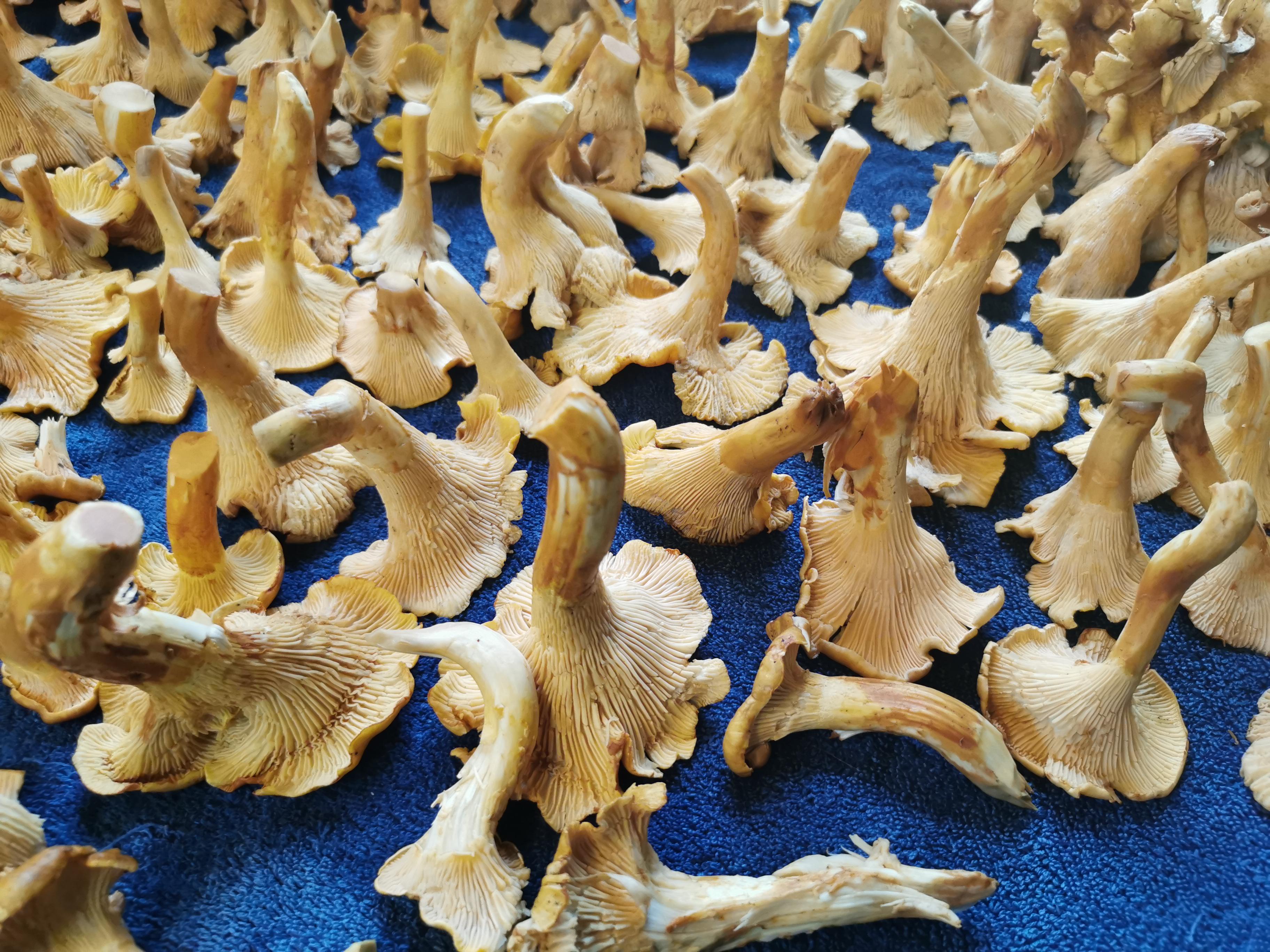 Good Chantelle haul this year | Scrolller