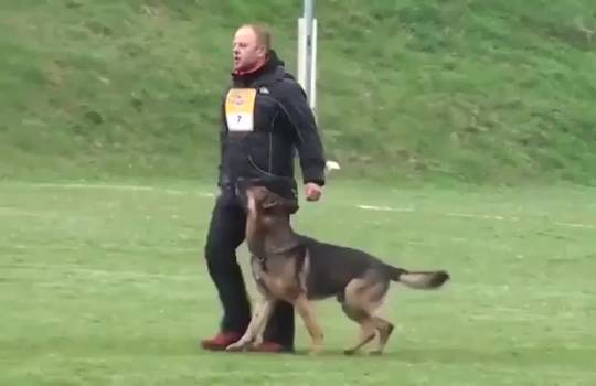 Good doggo | Scrolller