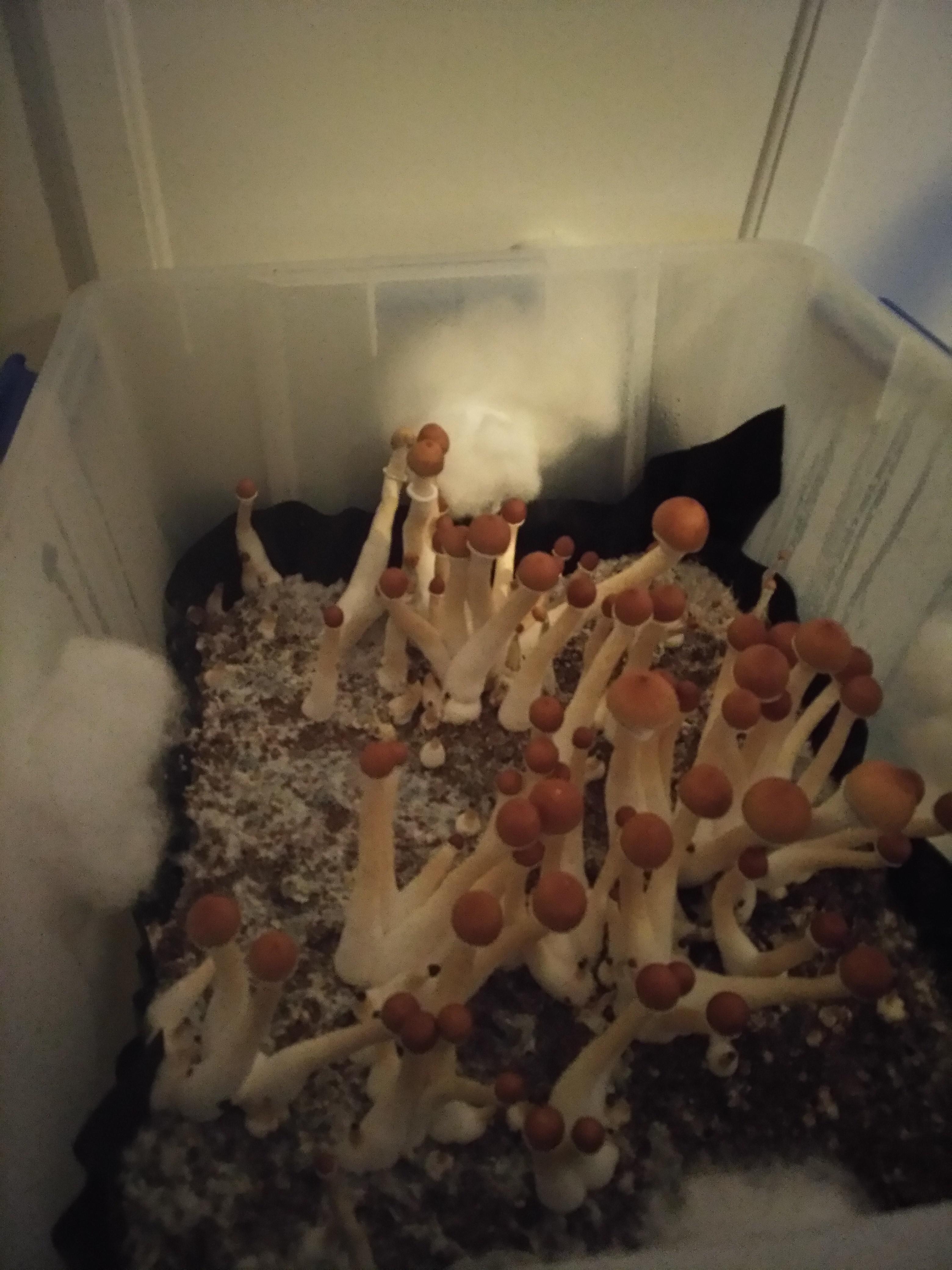 Good flush so far | Scrolller