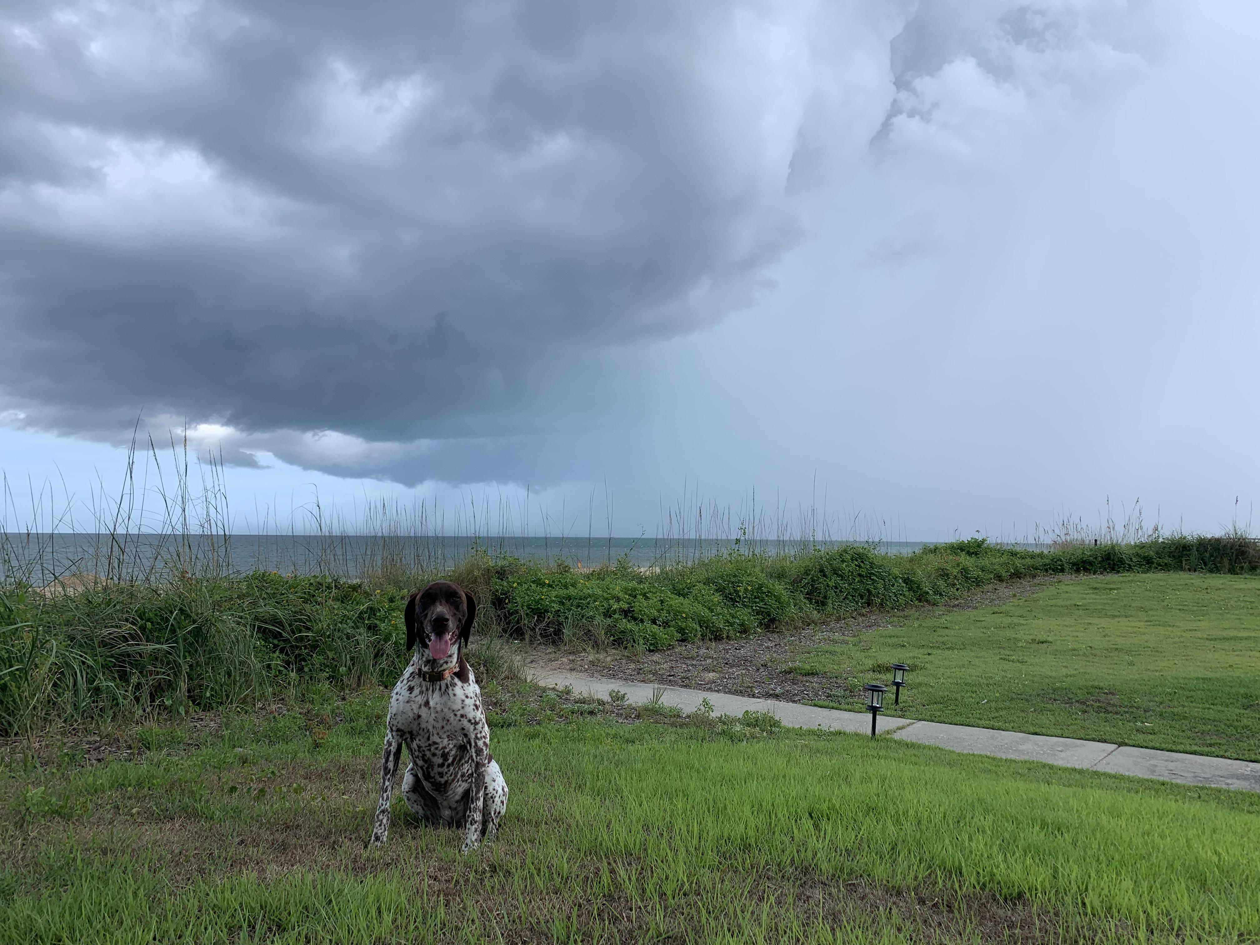 Good girl and the storm | Scrolller