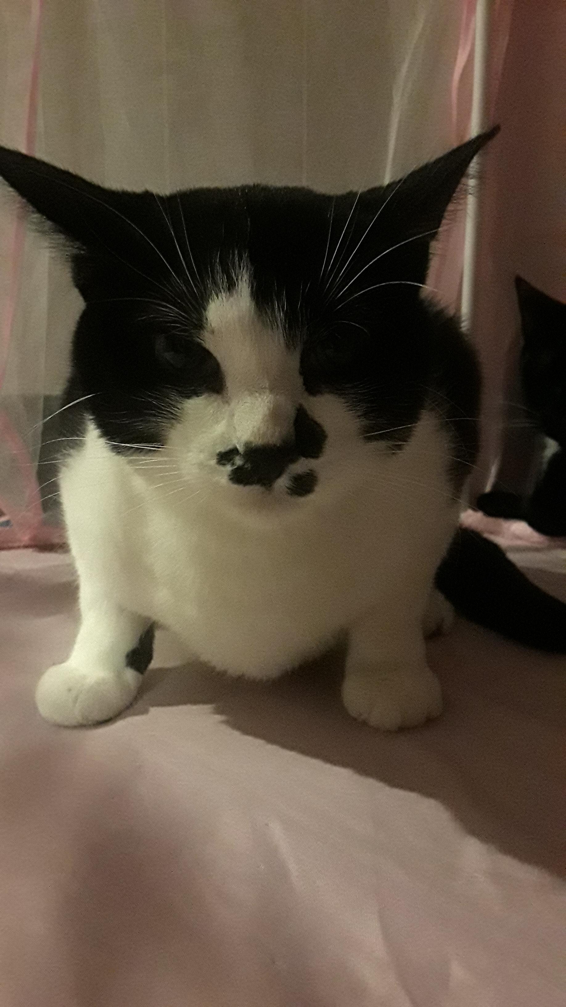 Good girl with mustache | Scrolller