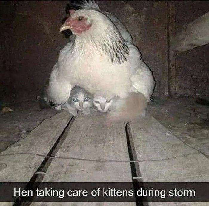 Good Hen | Scrolller