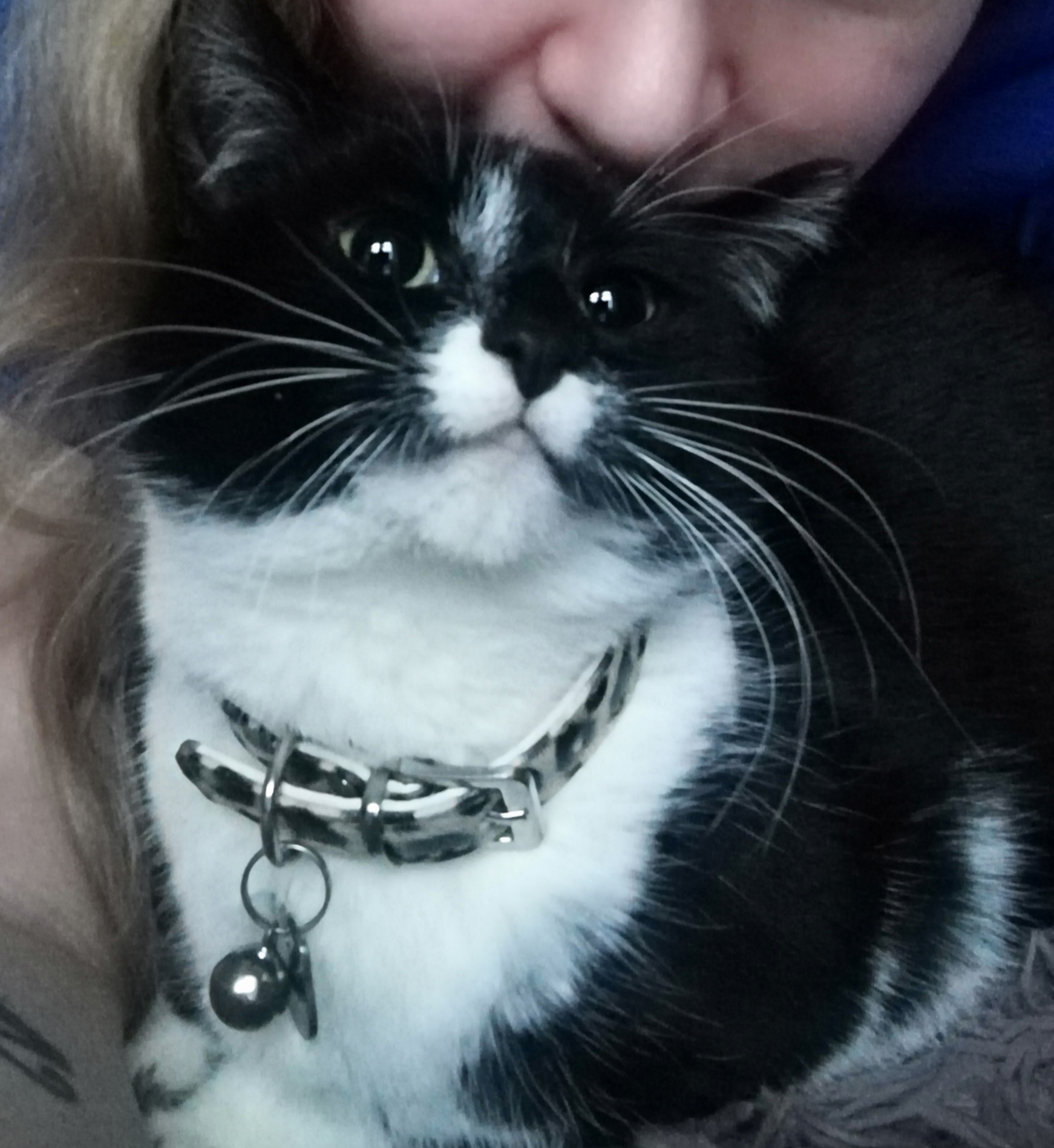 Good morning snuggles with Pepper | Scrolller