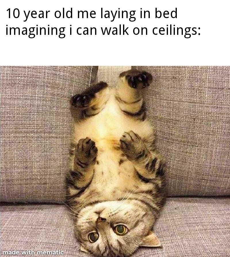 Relatable cat meme | Scrolller