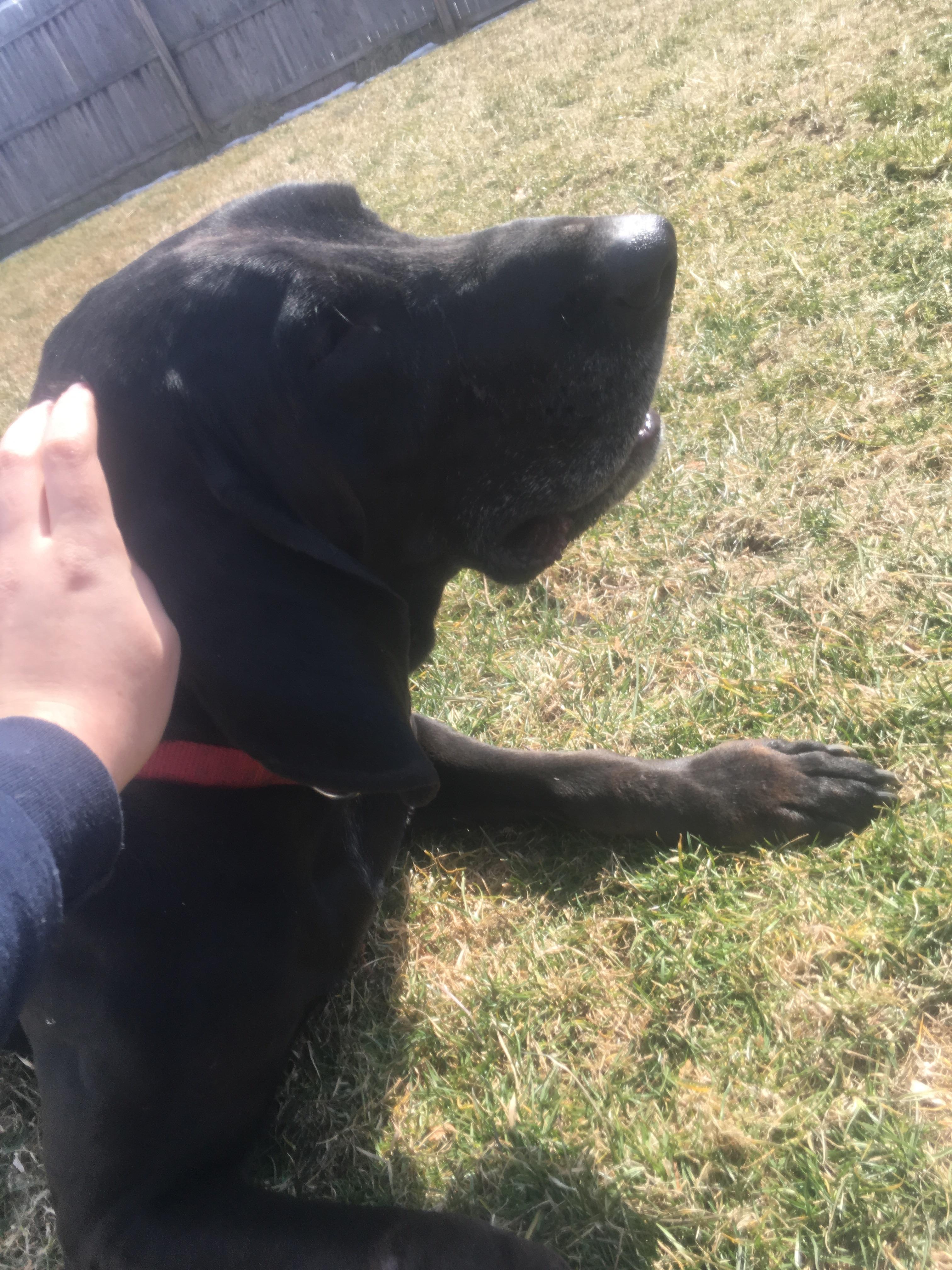 Goodboy hours | Scrolller