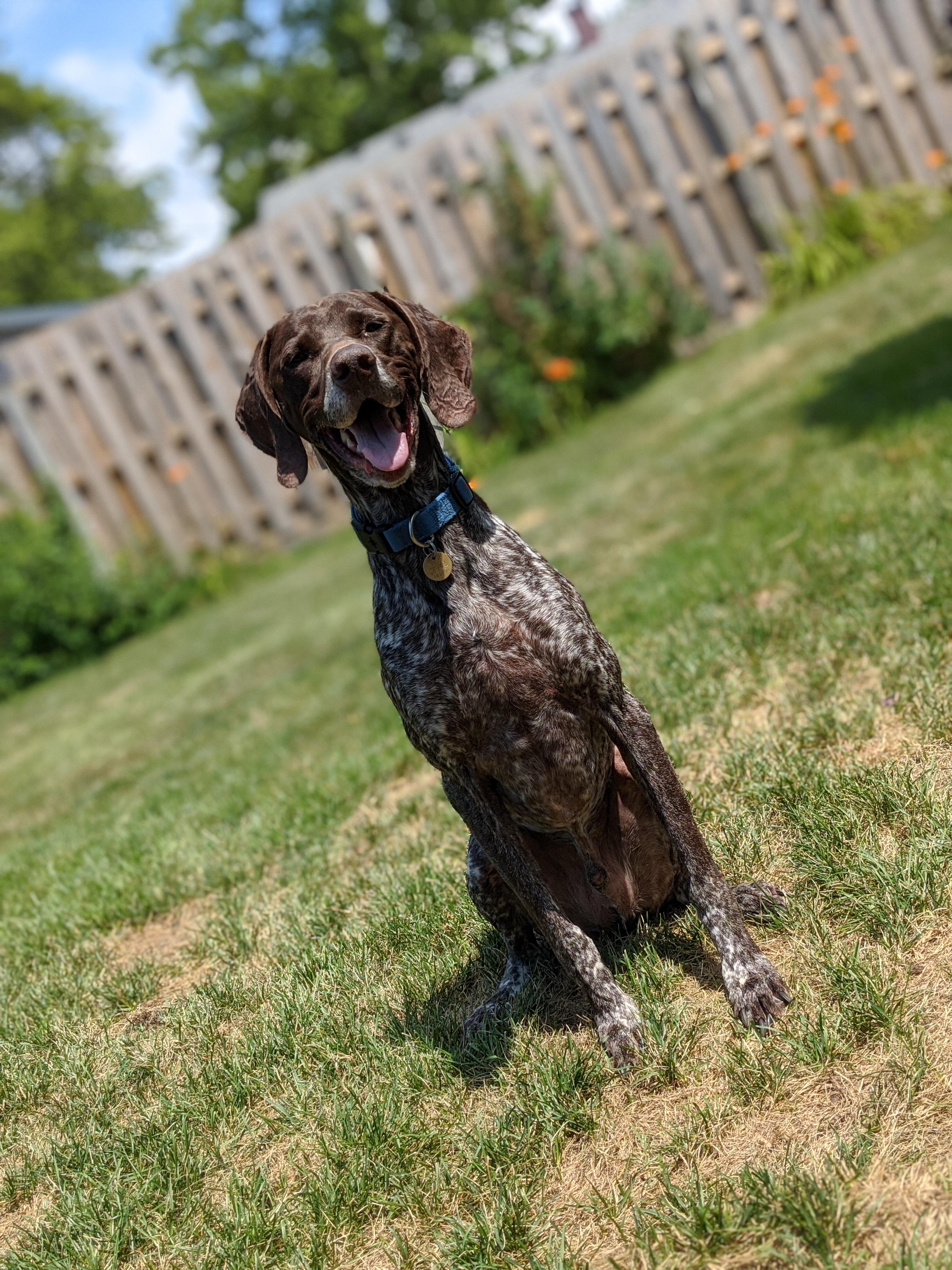 Goodest boy | Scrolller