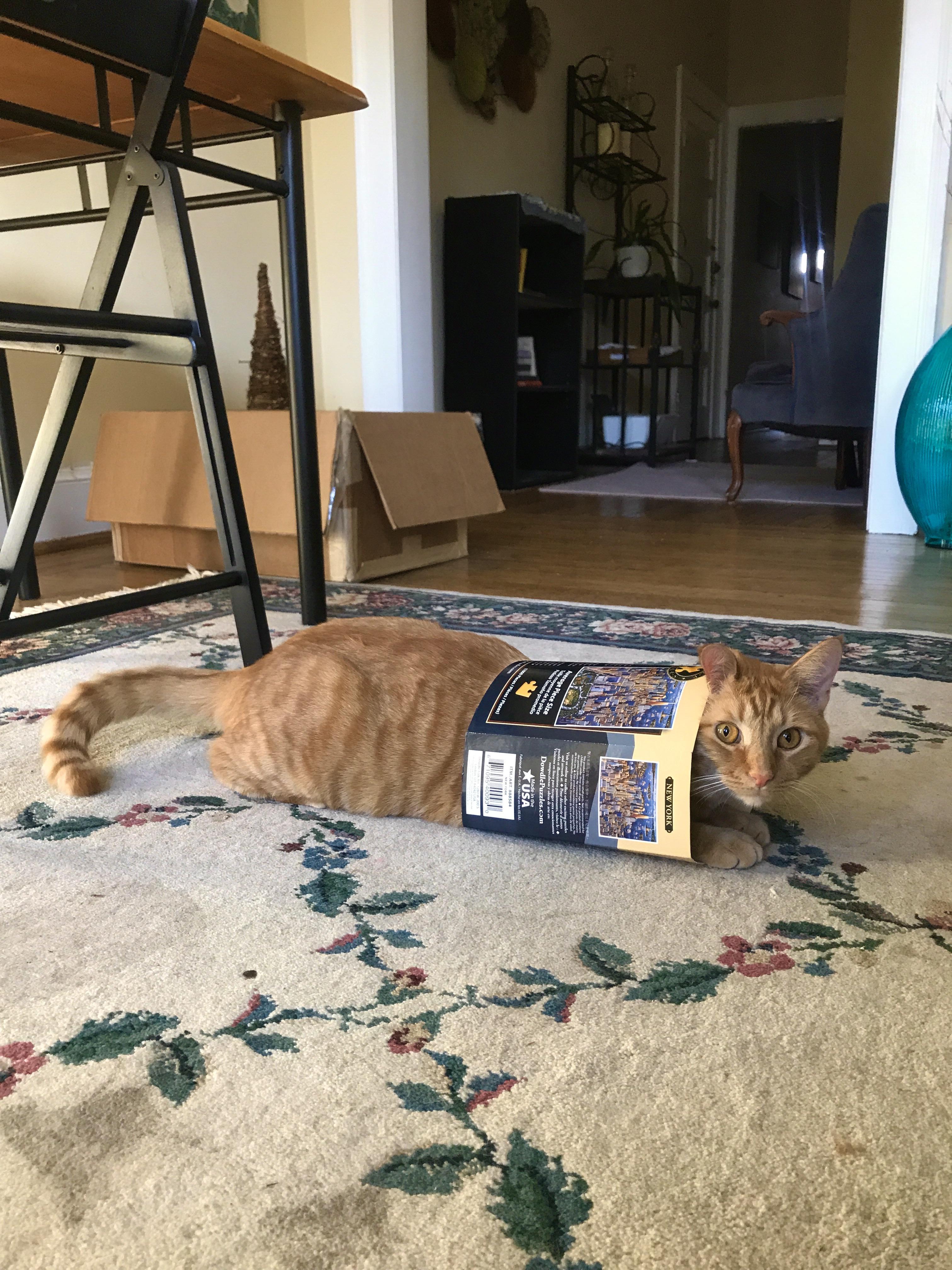 Goofy boy moves into abandoned 1000 piece puzzle box | Scrolller