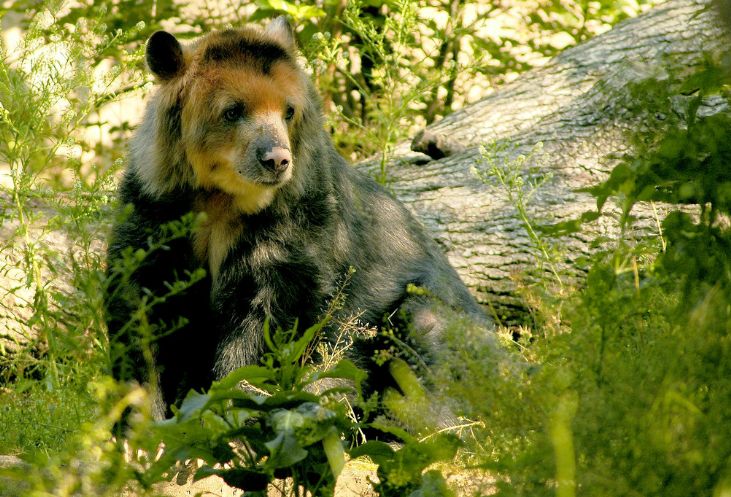 Gorgeous Andean bear | Scrolller