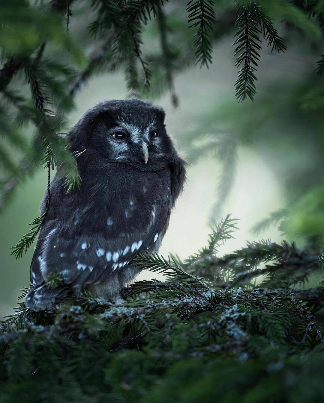 Gorgeous Boreal Owl | Scrolller