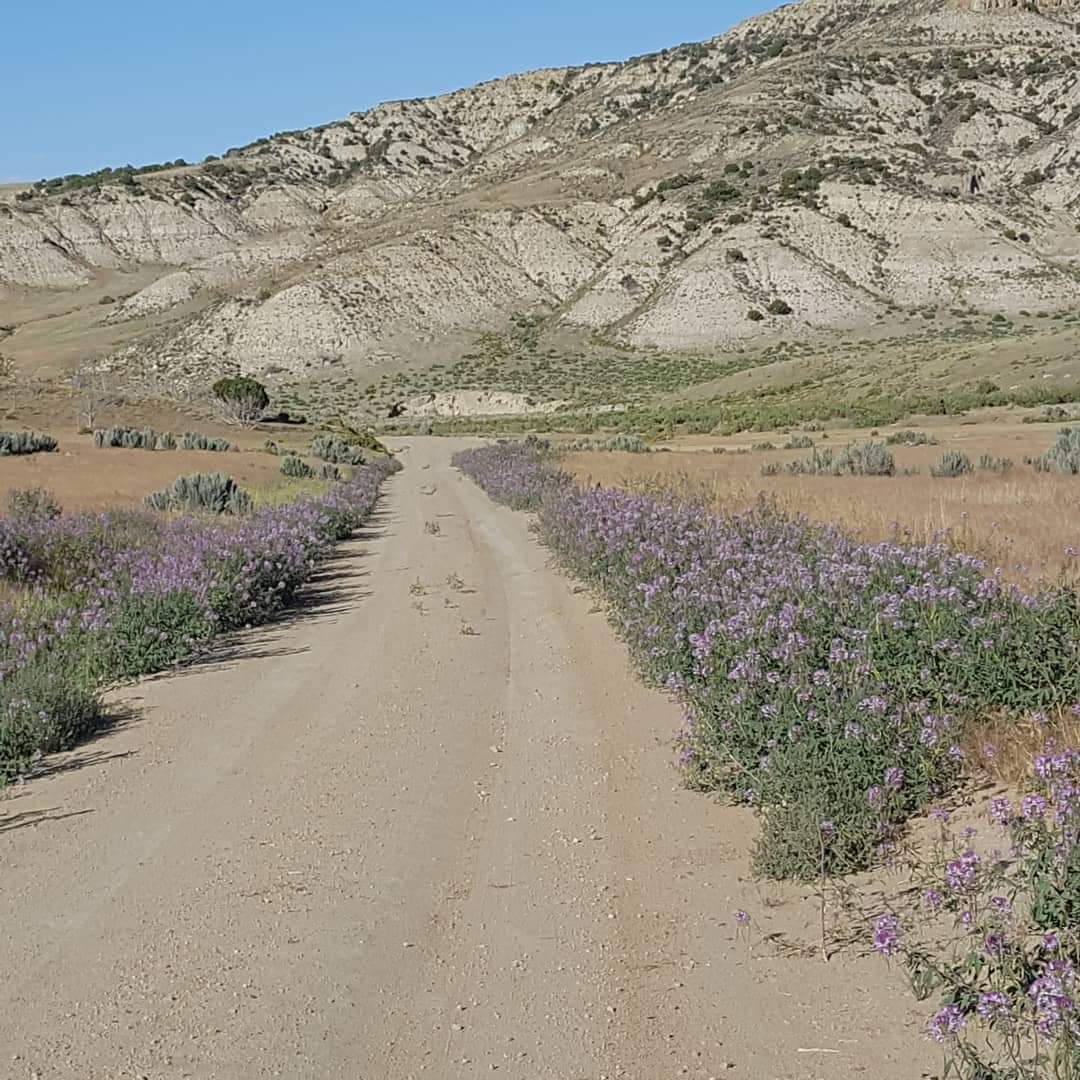 Gorgeous flowers in the high desert | Scrolller