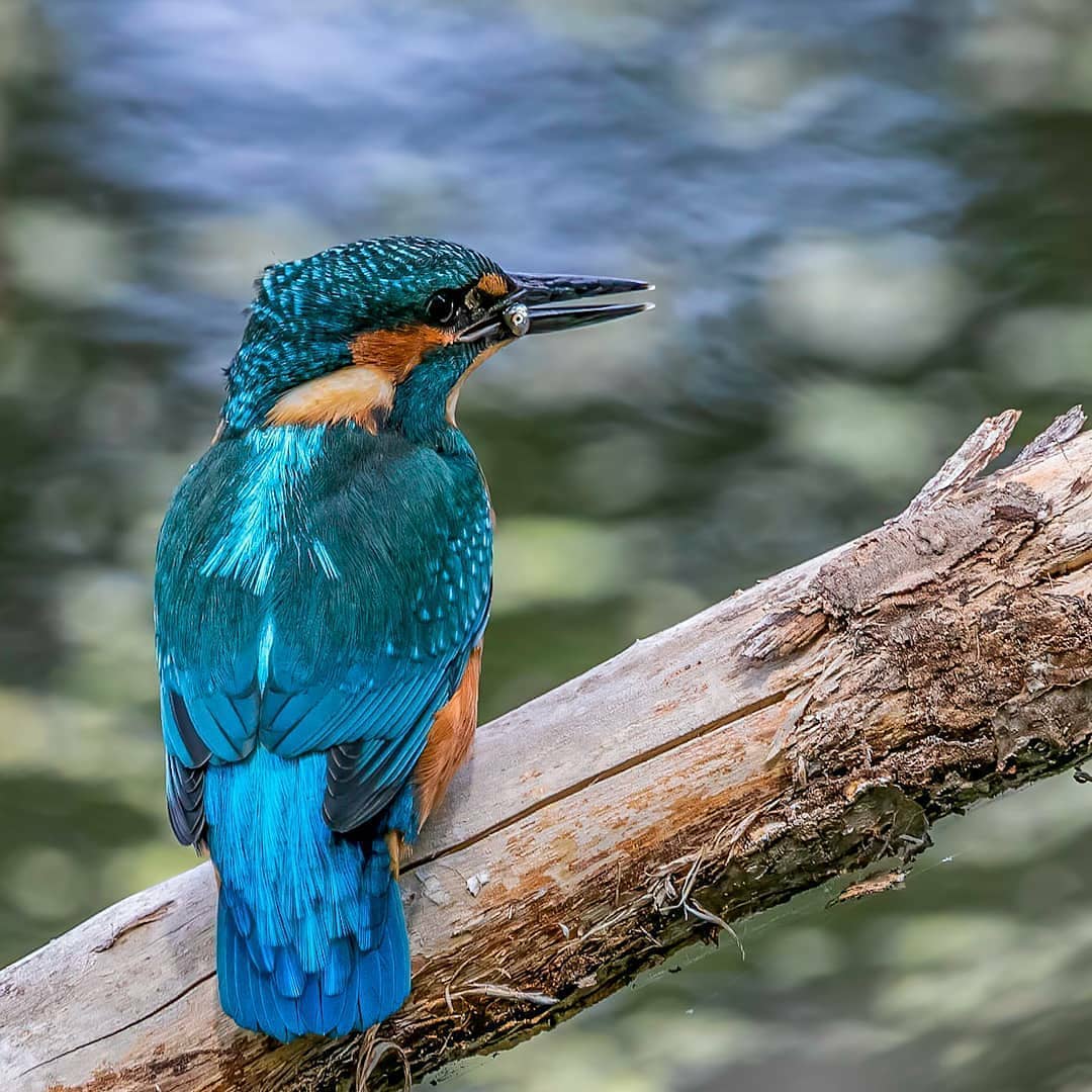 Gorgeous Kingfisher @bart_zeegers | Scrolller