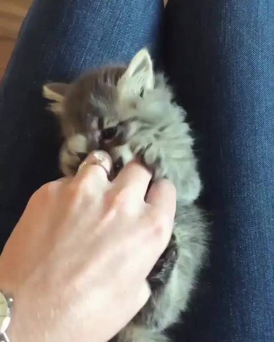 gorgeous kitten | Scrolller