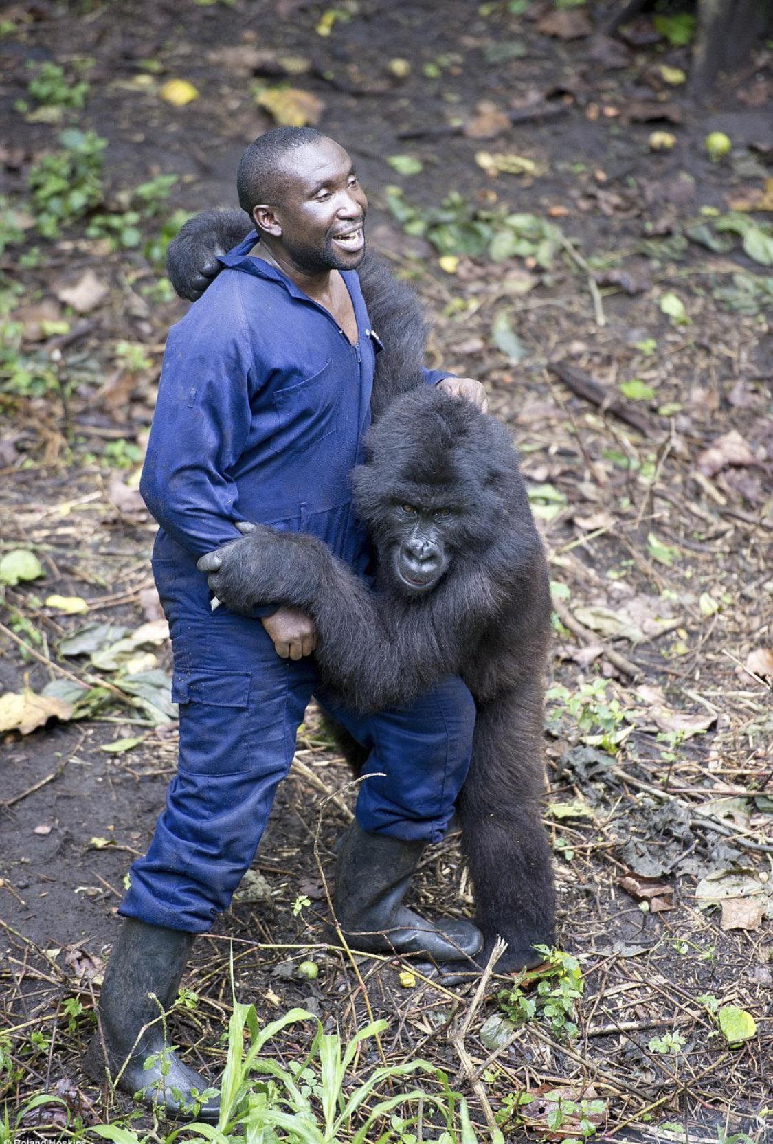 Gorilla and a man | Scrolller