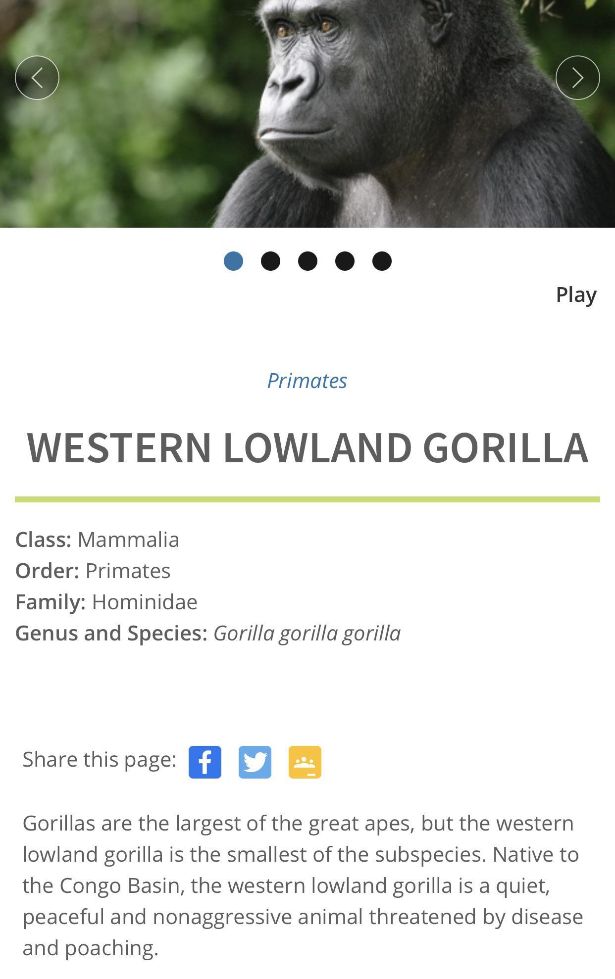 Gorilla Gorilla Gorilla | Scrolller