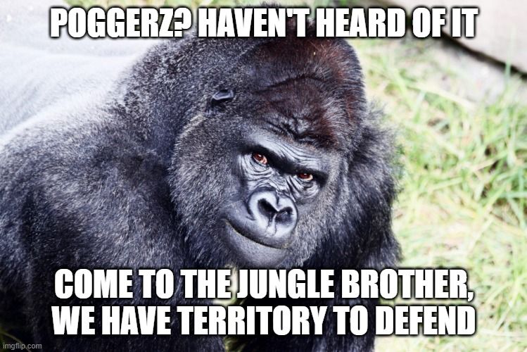 Gorilla Life | Scrolller