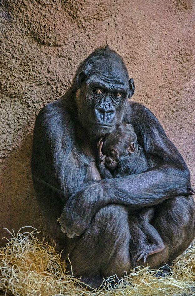 Gorilla parent hugging their little one. | Scrolller
