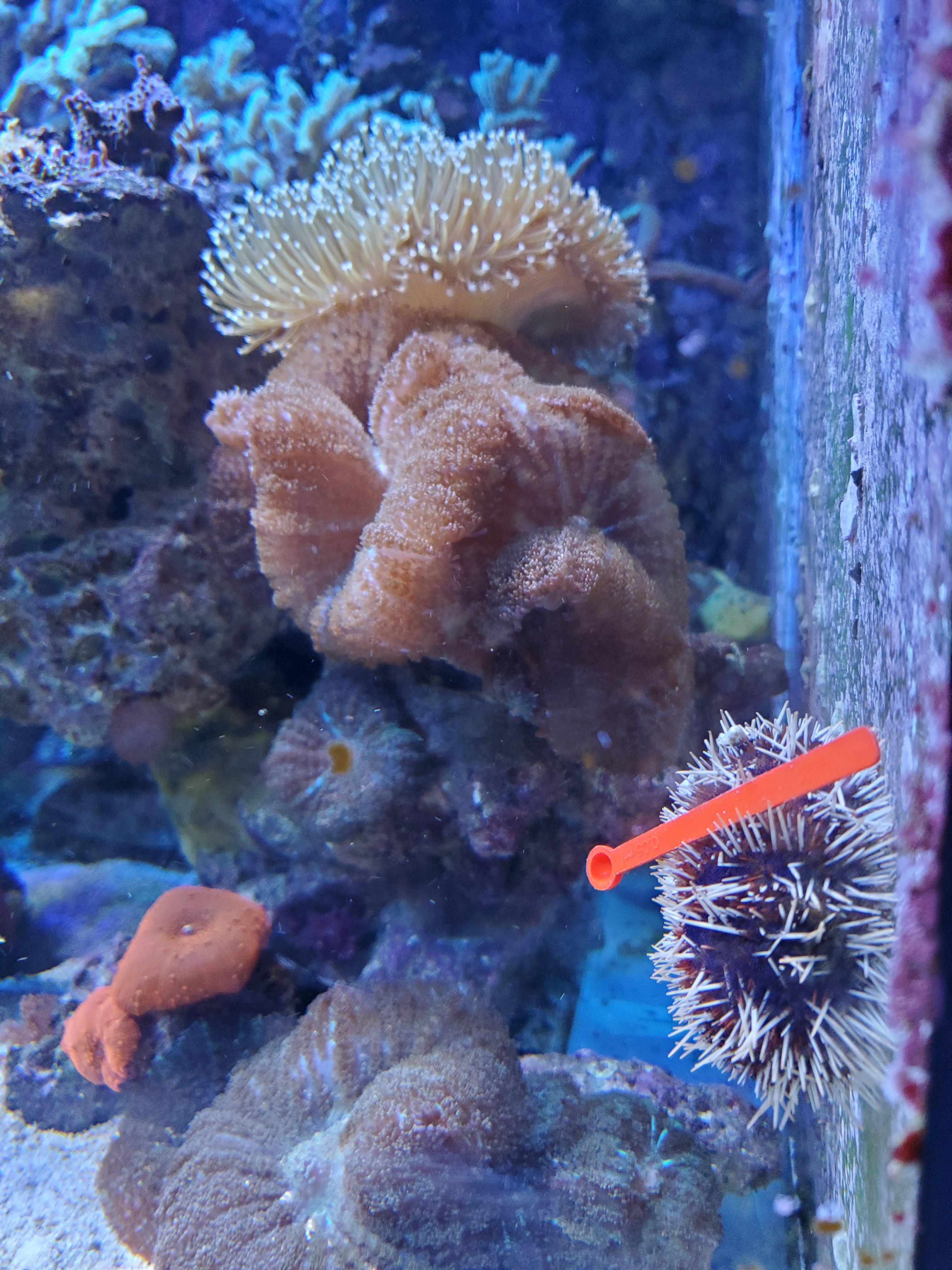 Got some plastic in my reef | Scrolller