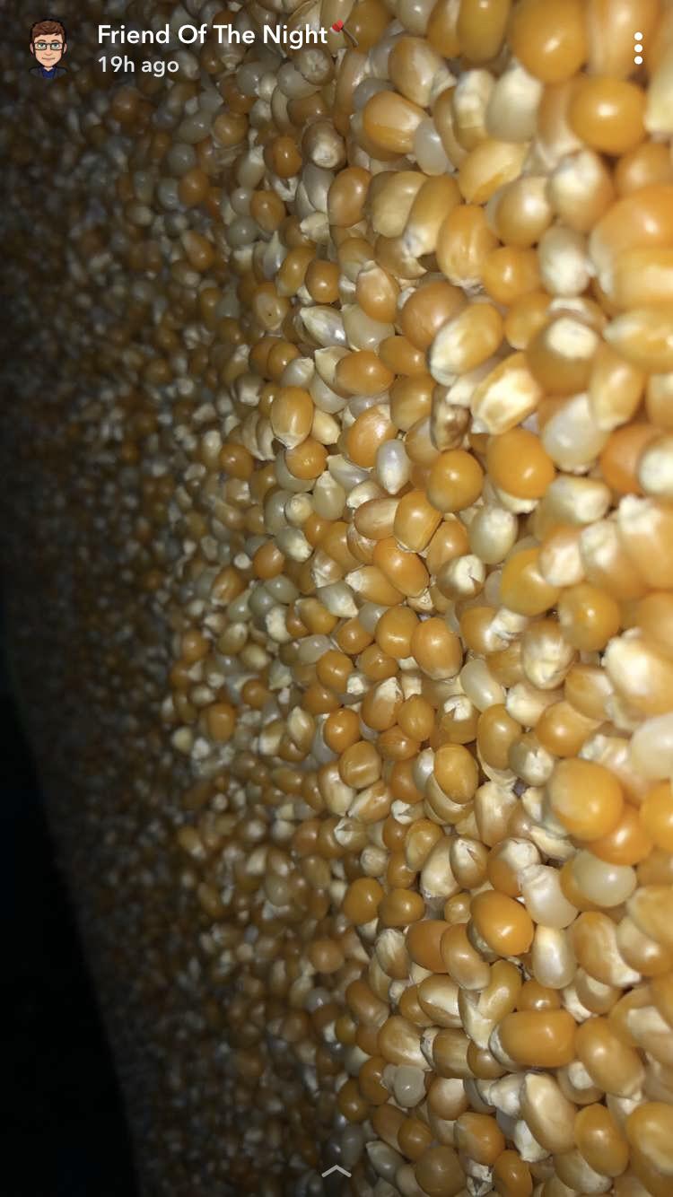 Grain field, popcorn rules. | Scrolller