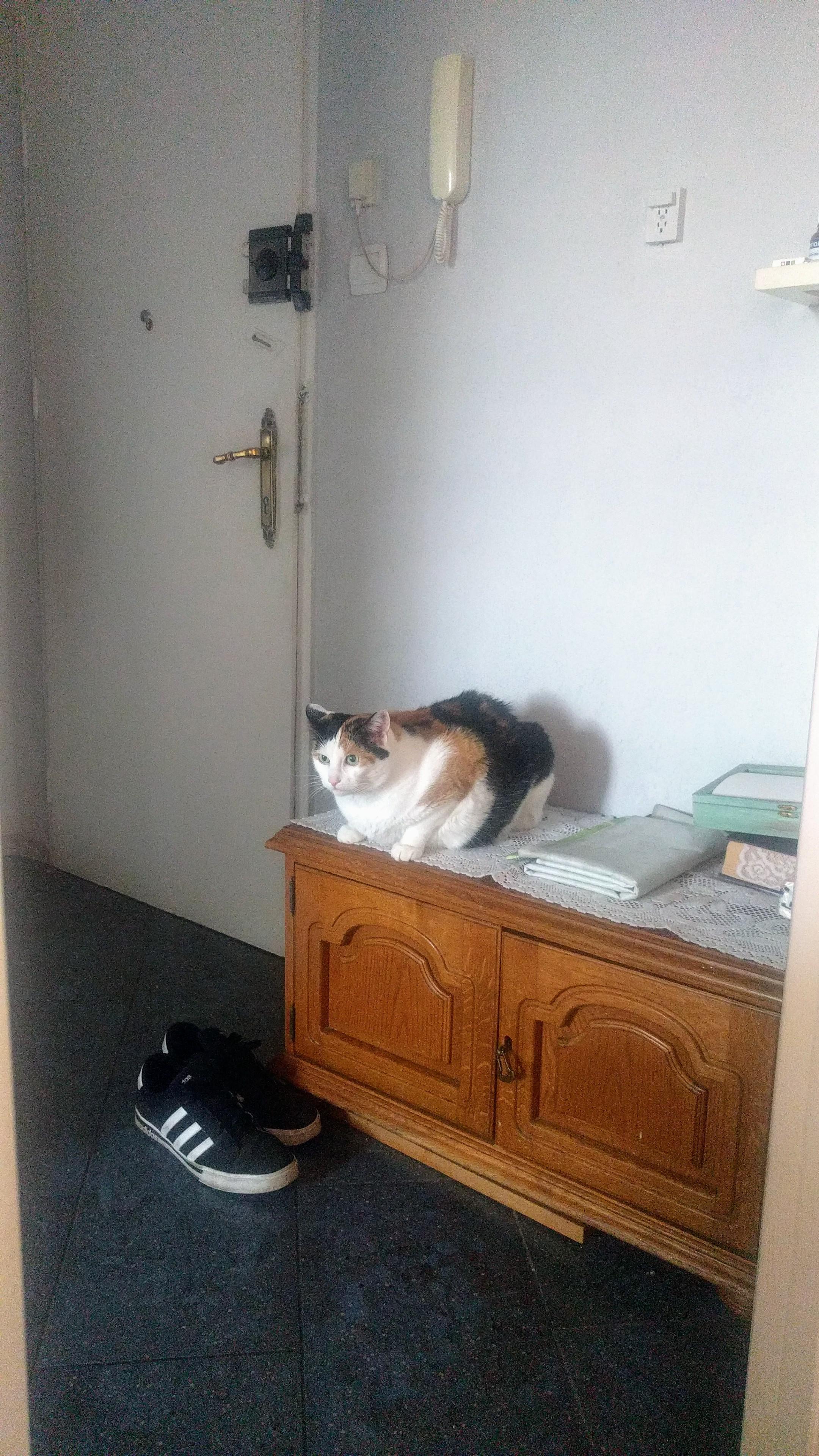 Grandma's Chonker | Scrolller