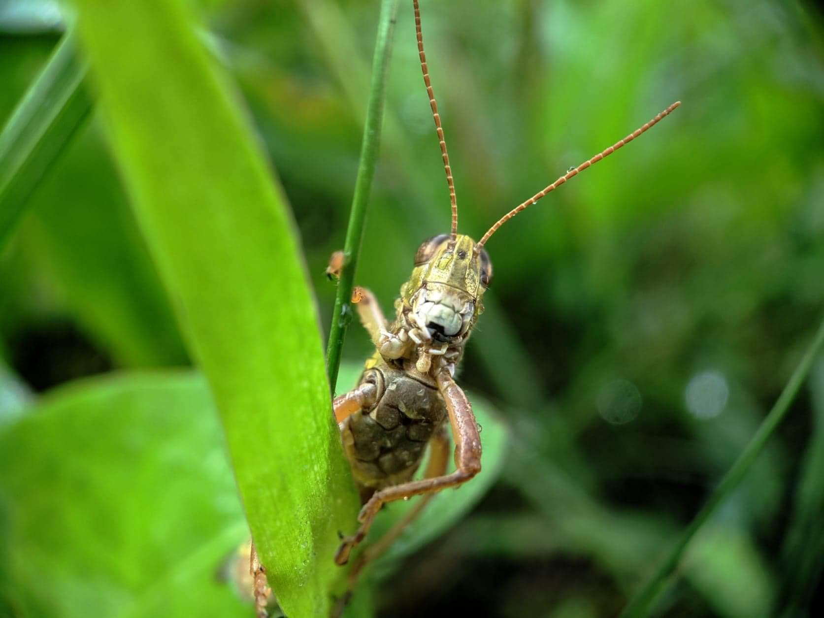Grasshopper on a blade of grass [OC] | Scrolller