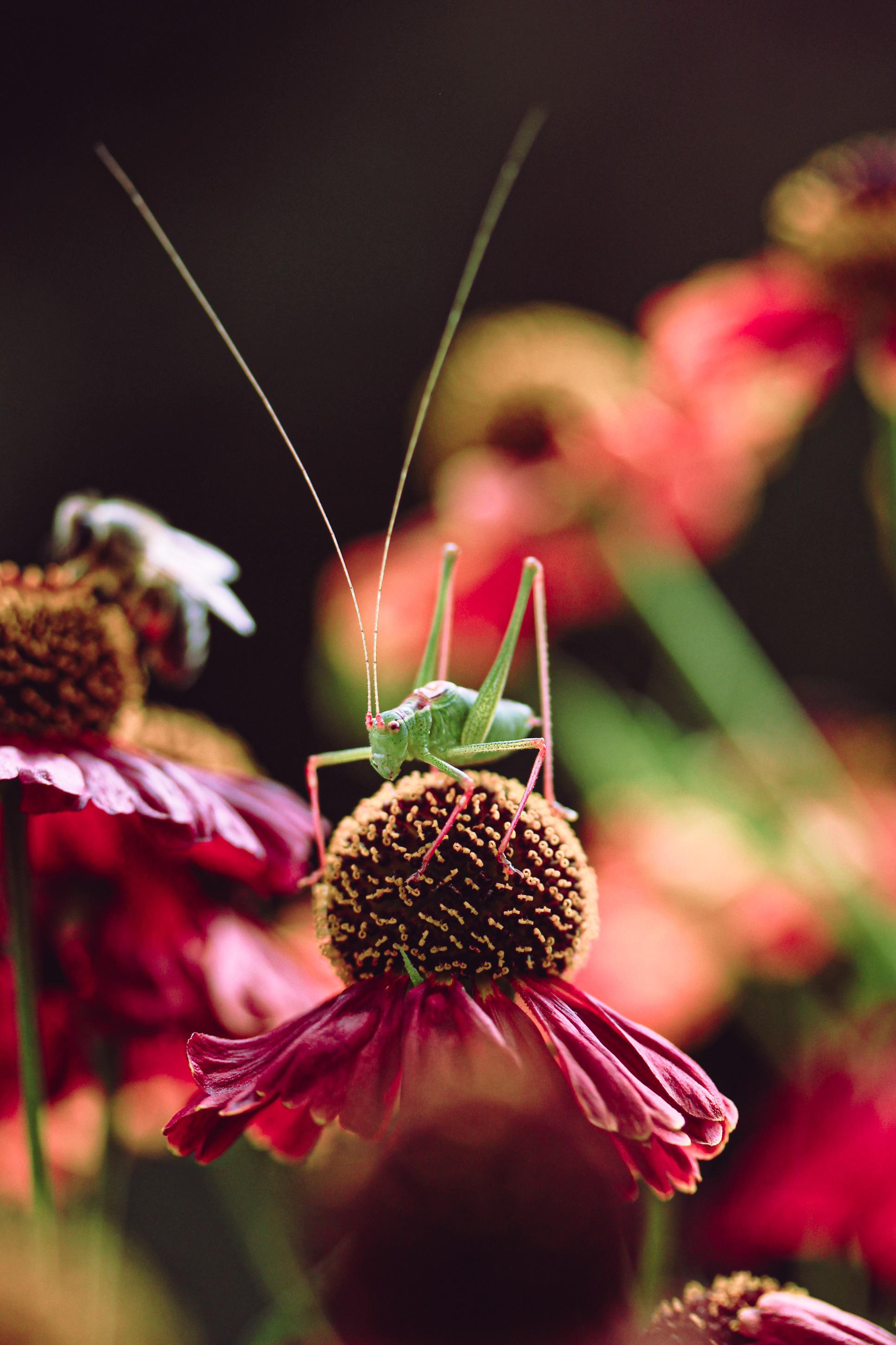 Grasshopper sitting on a Helen‘s flower [OC] | Scrolller