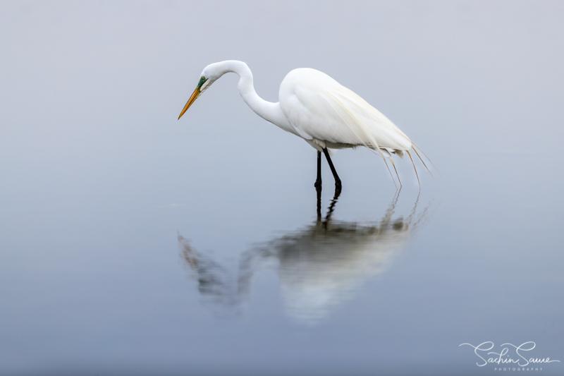 Great egret & reflection at Plum Island | Scrolller