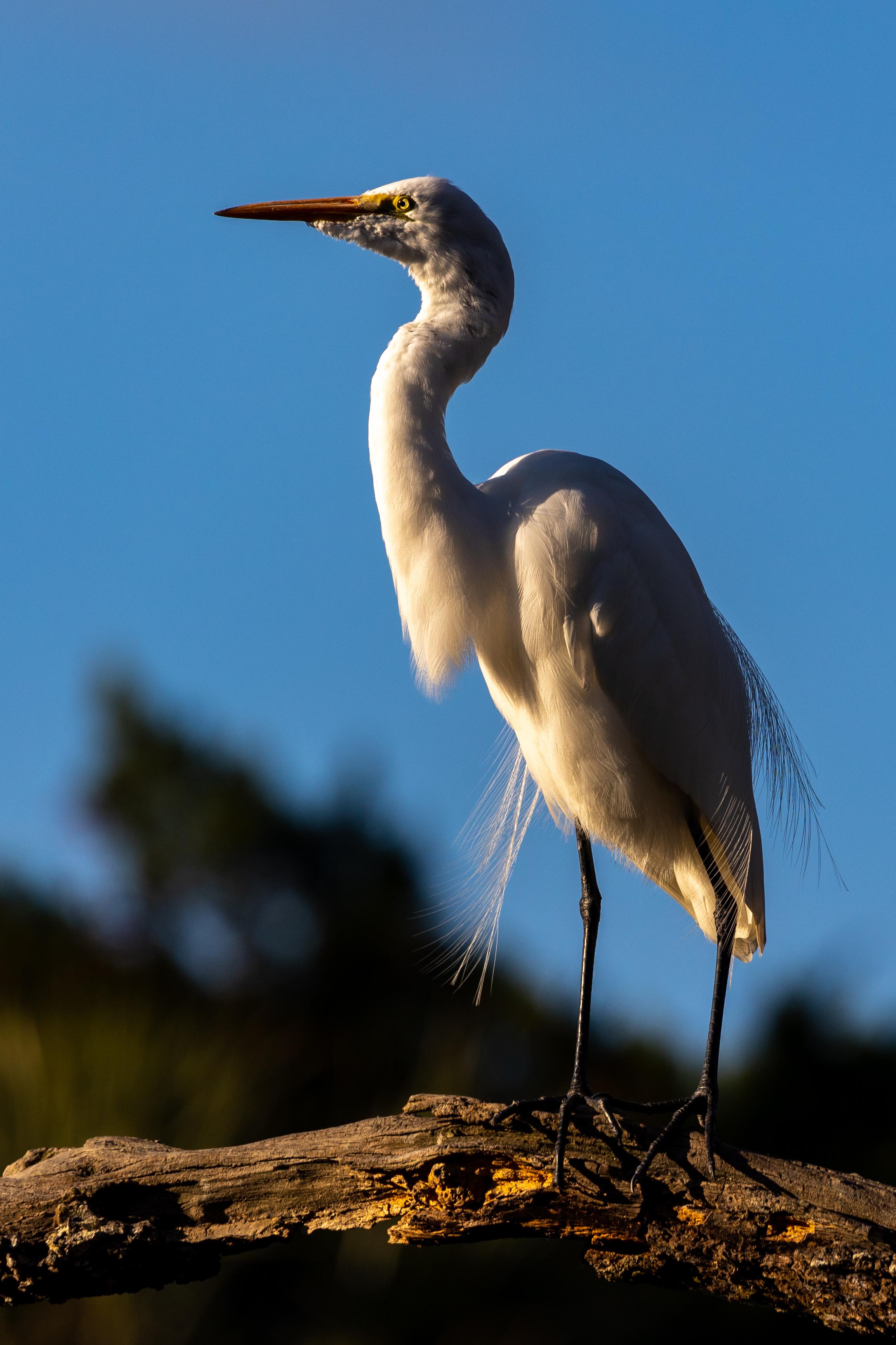 Great Egret in the setting sun | Scrolller